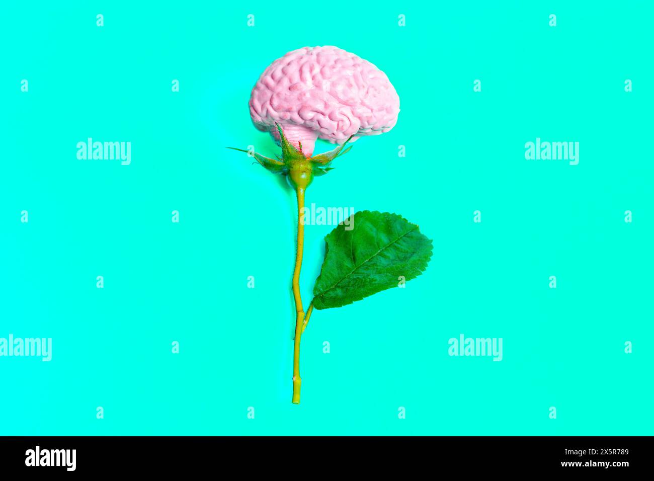 Rosebud made of a human brain model isolated on a vibrant background ...