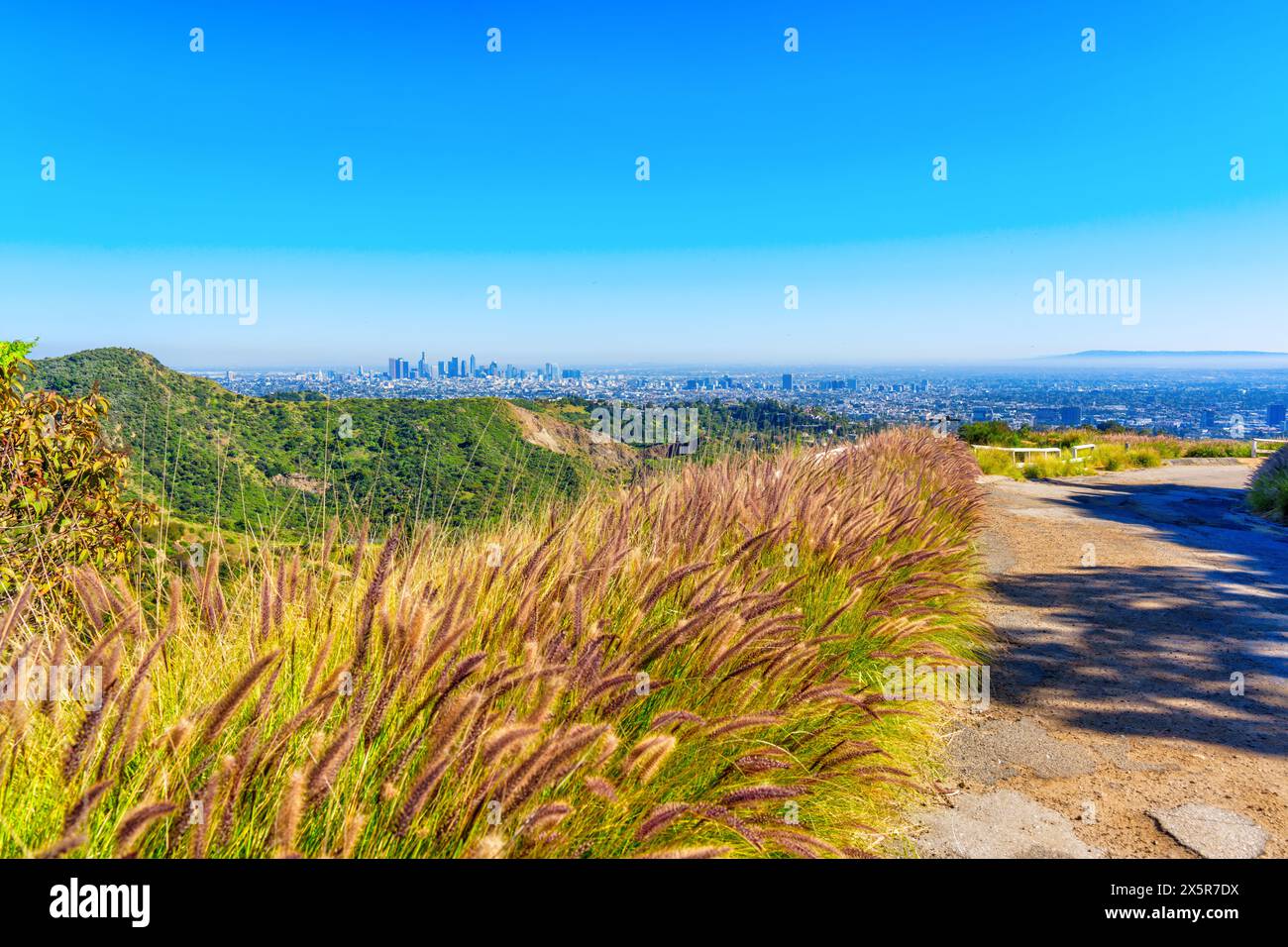 Sprawling cityscape of Los Angeles framed by lush greenery thriving on ...