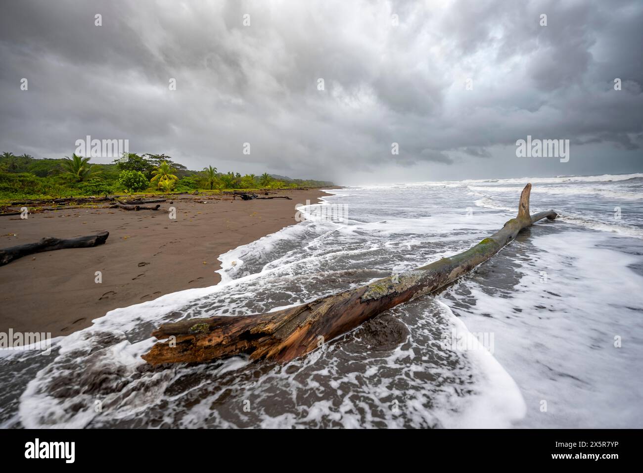 Tree trunk on the beach in the surf, rainforest and sandy beach on the ...