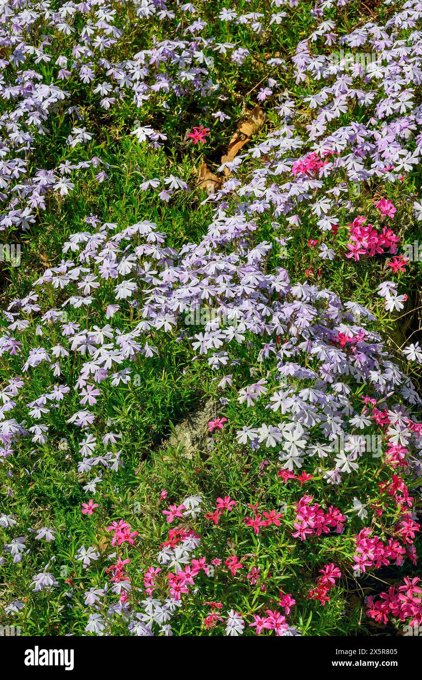Creeping phlox (Phlox subulata), Bavaria, Germany Stock Photo - Alamy
