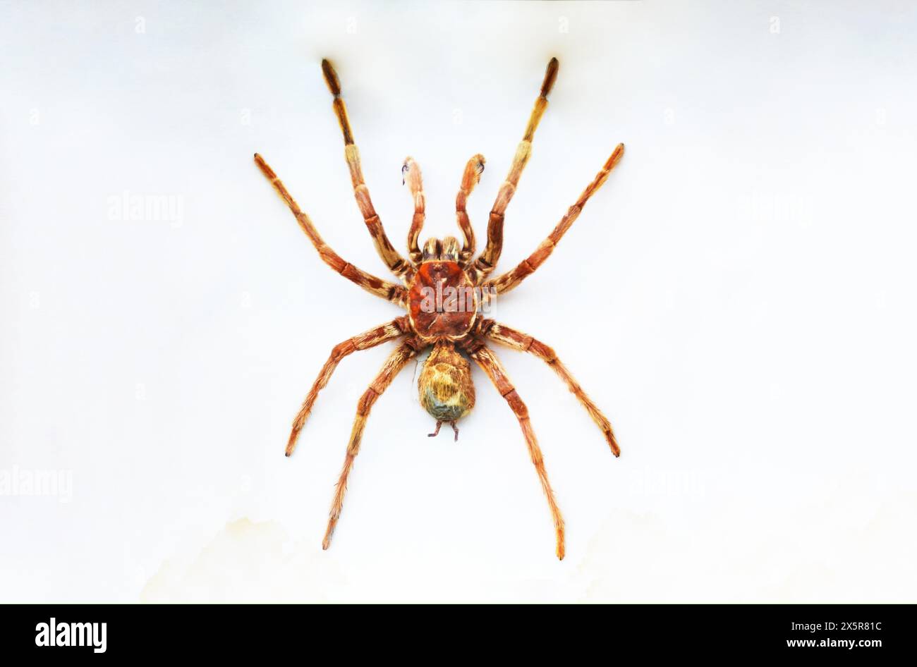 Exotic insects of the fauna of South America common in Central and ...