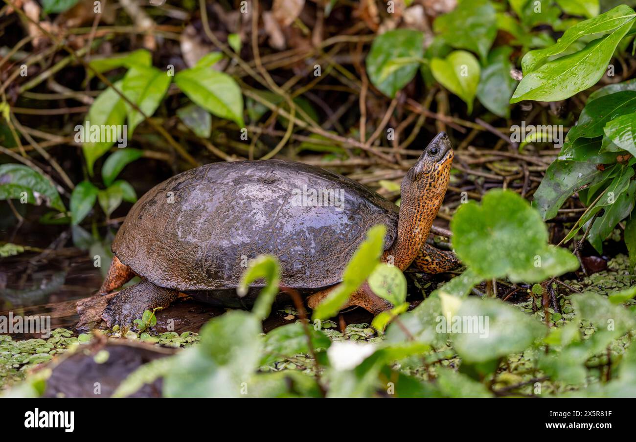 American tortoise (Rhinoclemmys funerea) among aquatic plants ...
