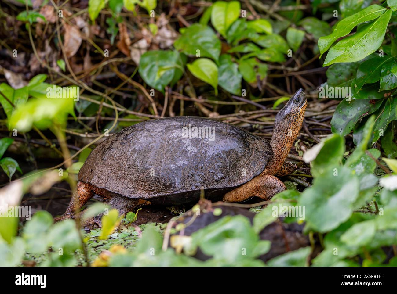 American tortoise (Rhinoclemmys funerea) among aquatic plants ...