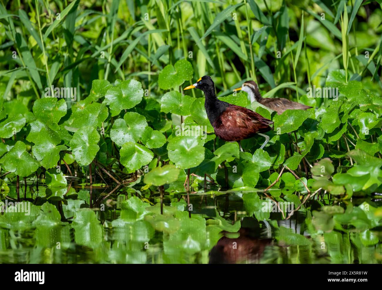 Male and female northern jacana hi-res stock photography and images - Alamy