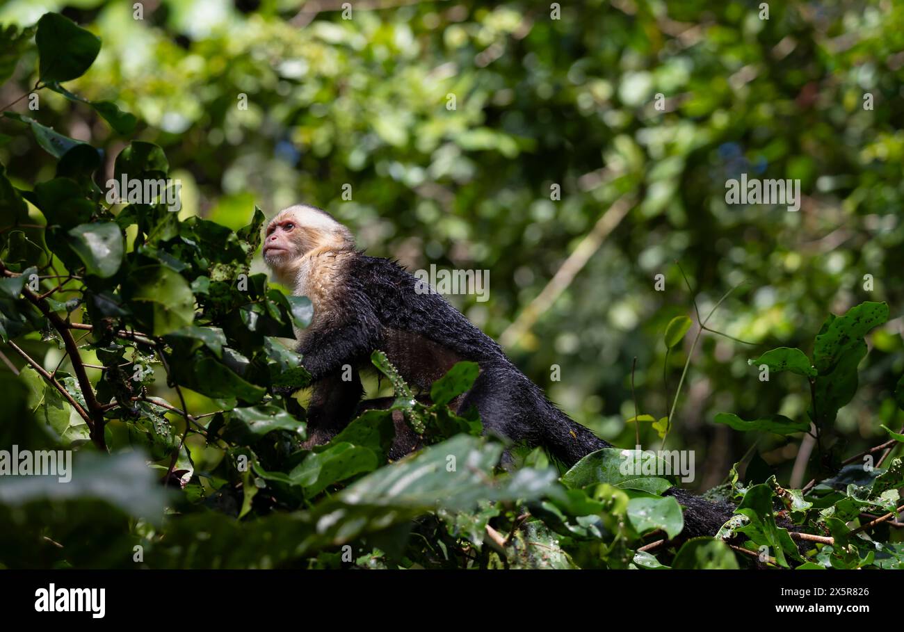 White-headed capuchin (Cebus imitator), walking on a branch between ...