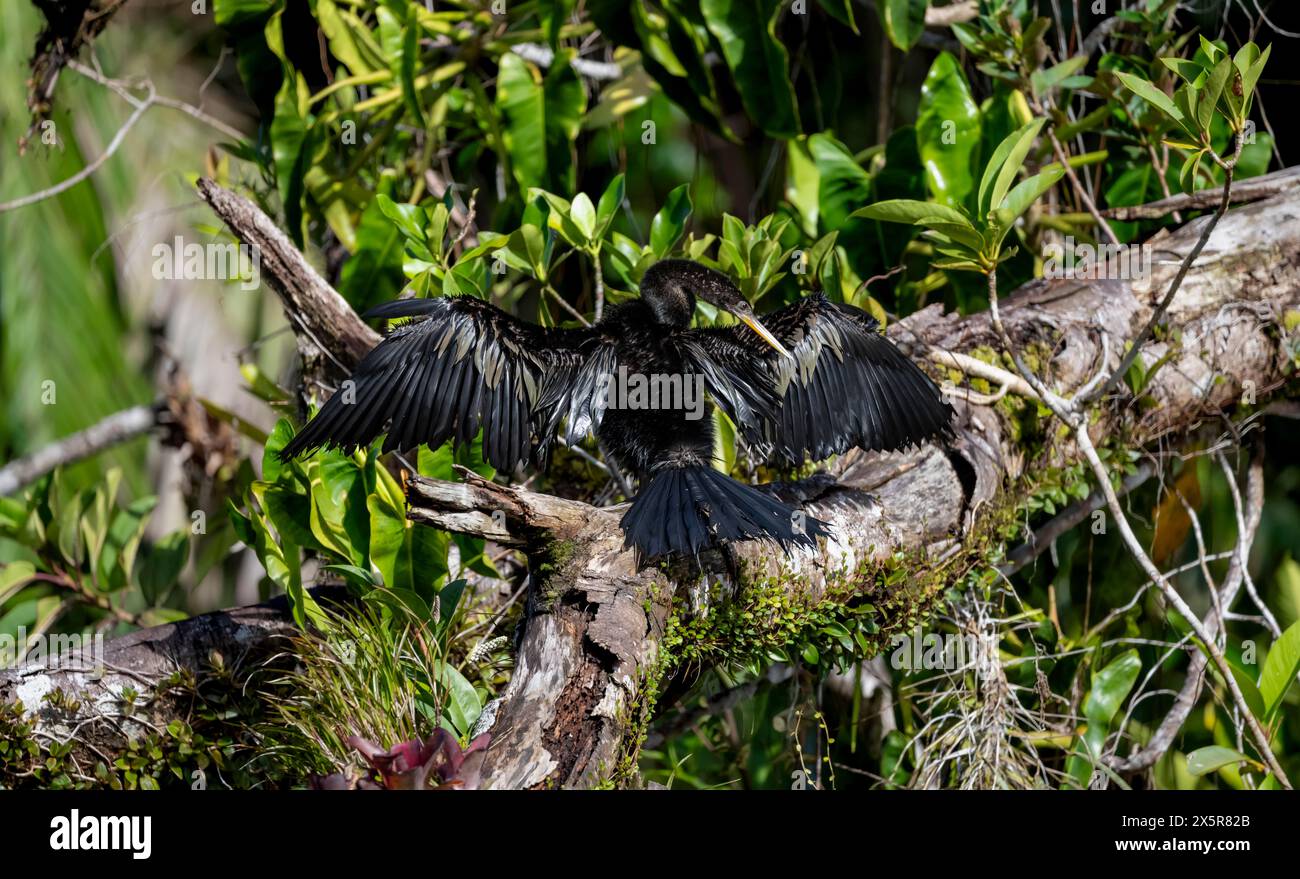 Anhinga (Anhinga anhinga) with outstretched wings, sitting on a branch ...