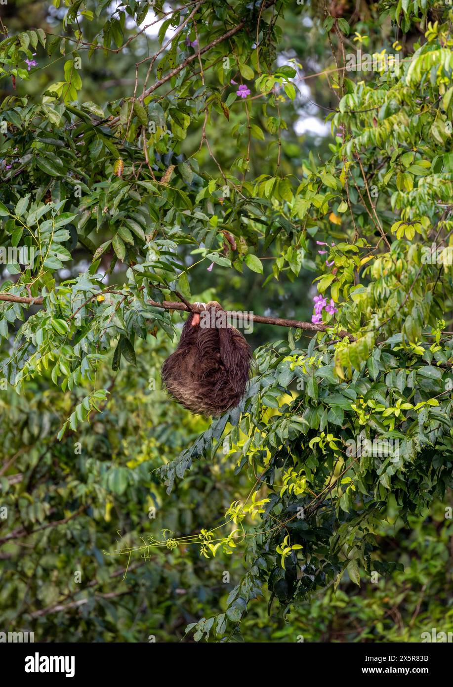 Linnaeus's two-toed sloth (Choloepus didactylus) hanging from a thin ...