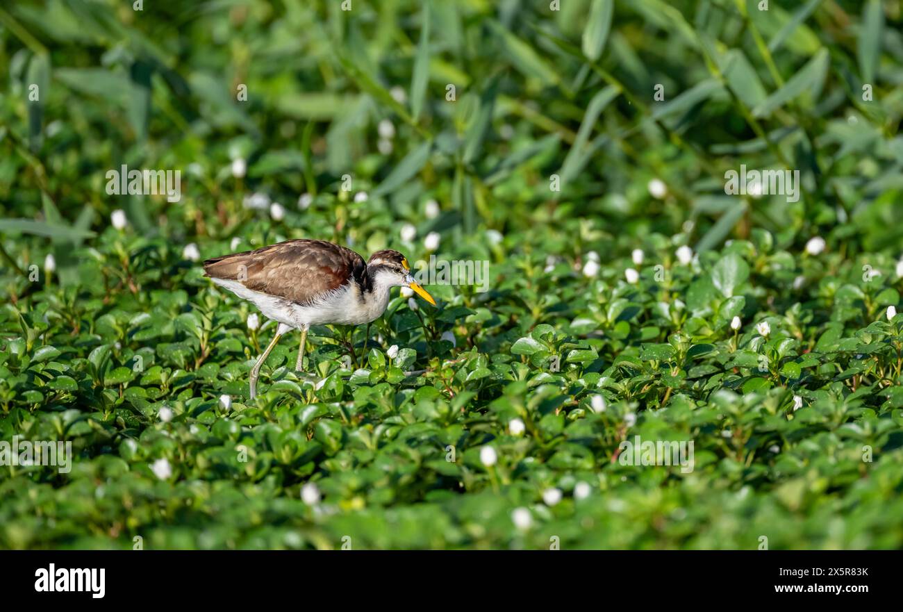 Northern jacana (Jacana spinosa), female between flowering floating ...