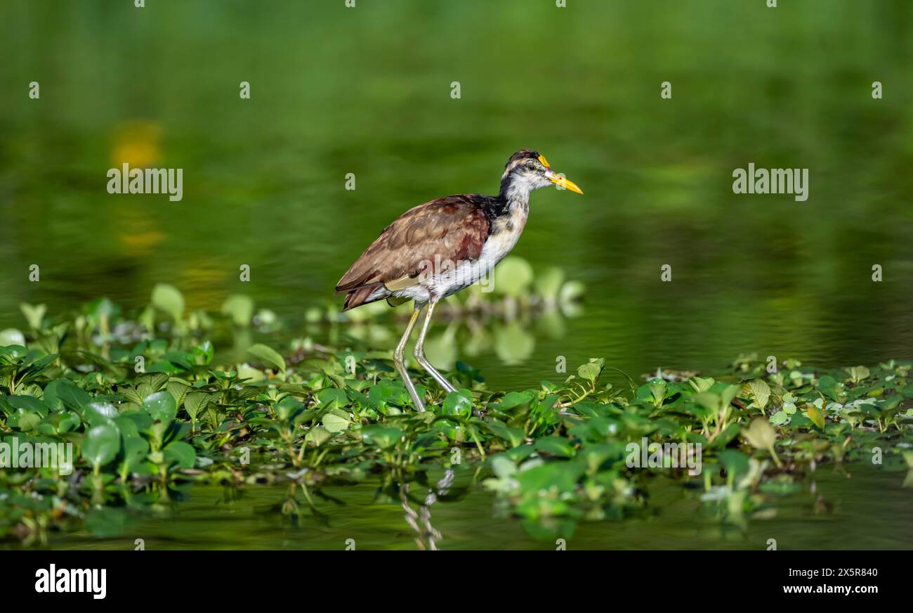 Northern jacana (Jacana spinosa), female standing on floating plants in ...