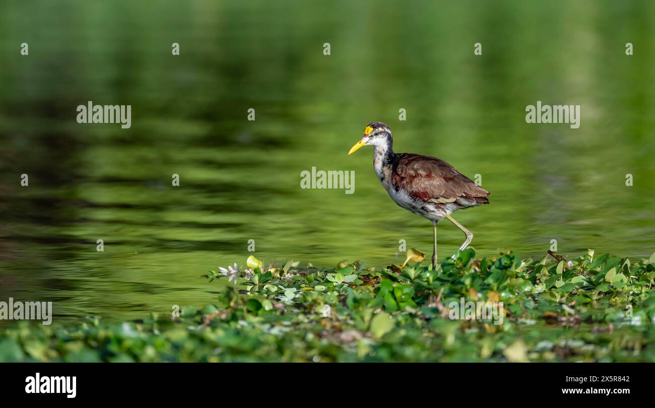 Northern jacana (Jacana spinosa), female standing on floating plants in ...