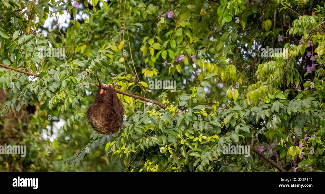 Linnaeus's two-toed sloth (Choloepus didactylus) hanging from a thin ...