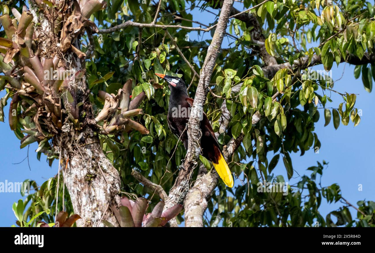 Montezuma's forehead bird (Gymnostinops montezuma) sitting on a branch ...