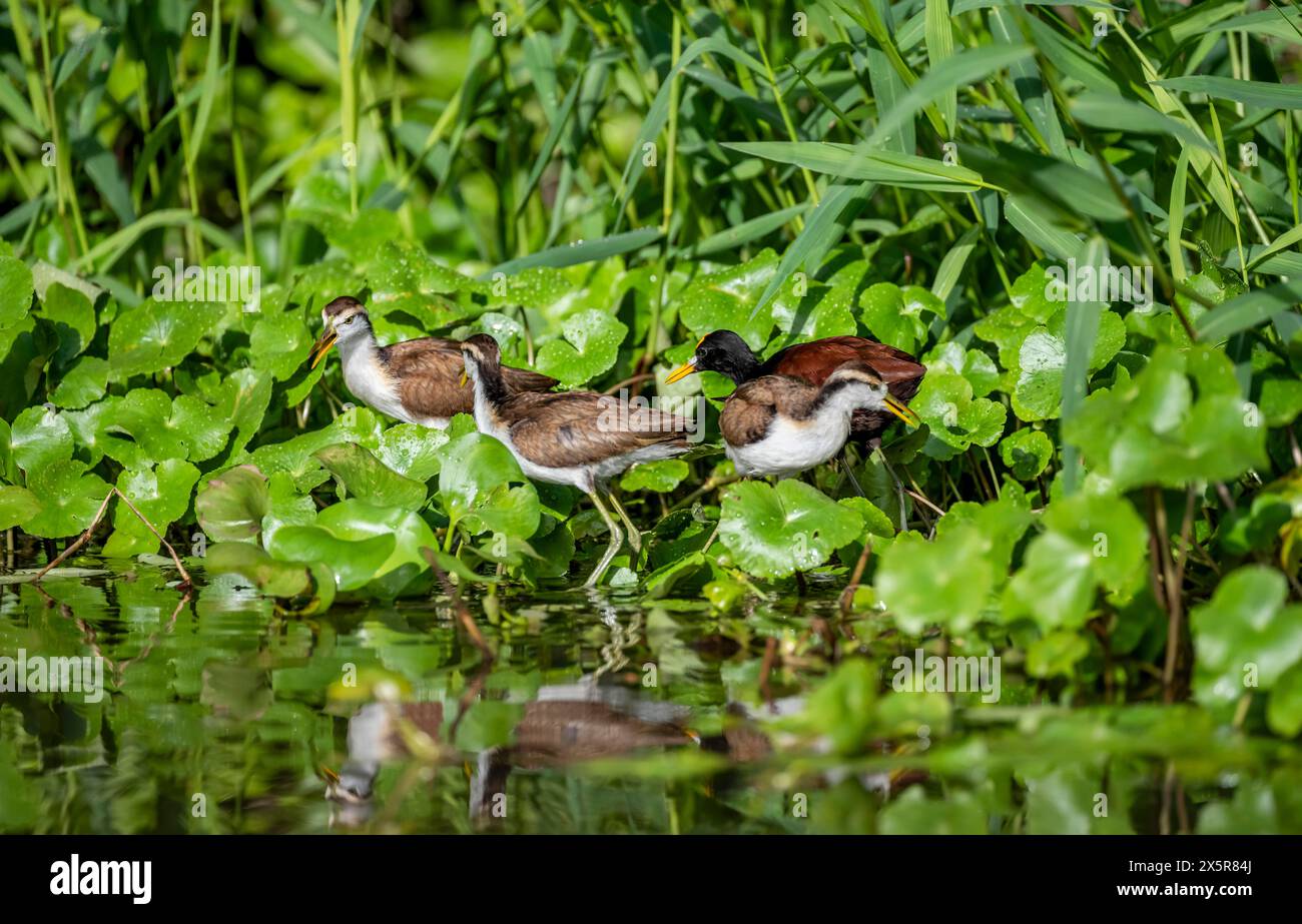 Northern jacana (Jacana spinosa), female and male among aquatic plants ...