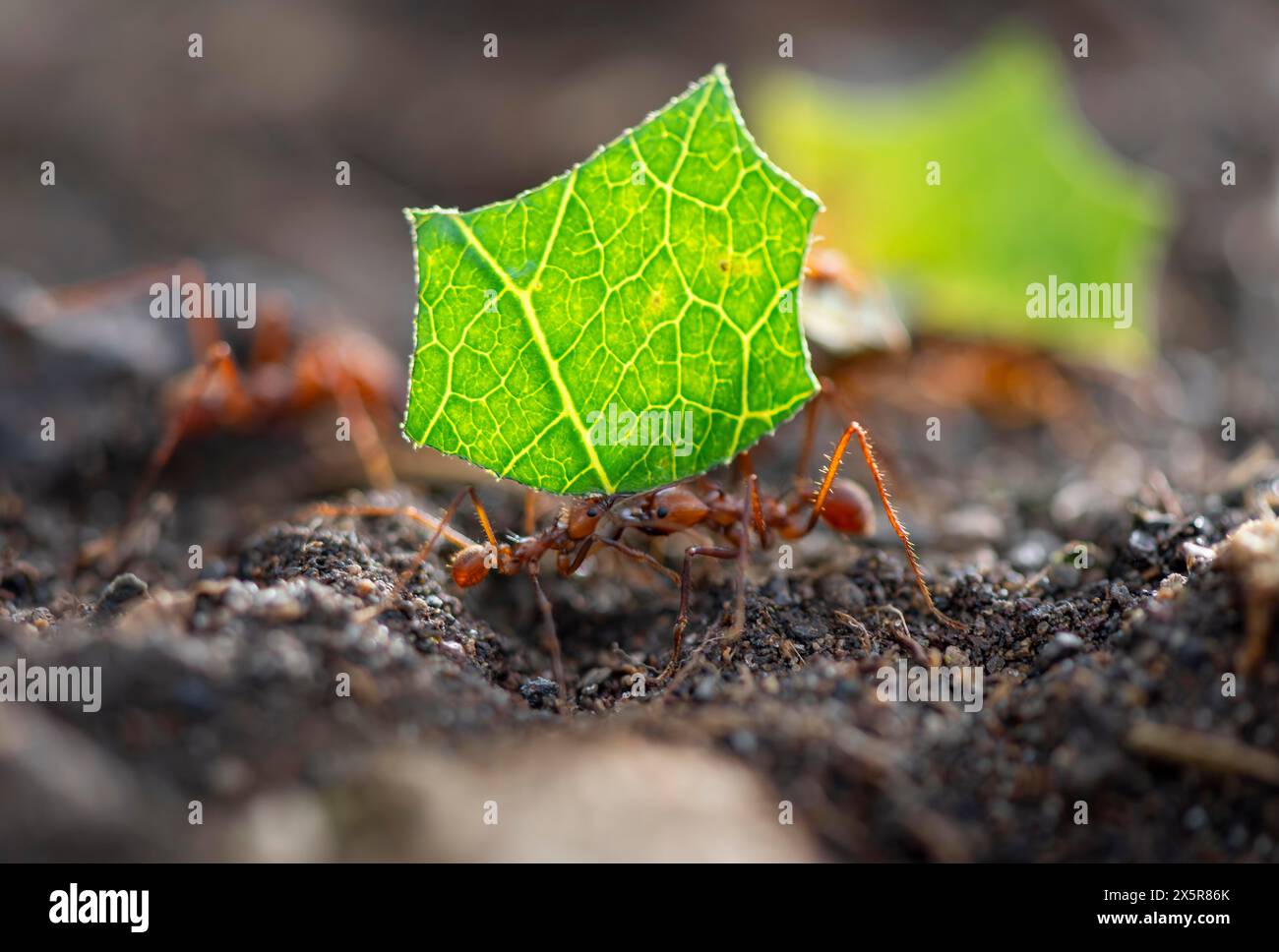 Leaf-cutter ants (Atta cephalotes) carrying a piece of leaf, rainforest ...