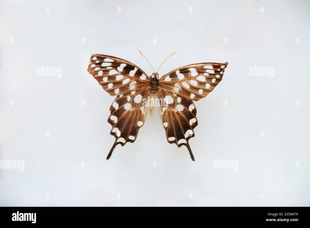 Exotic insects of the fauna of South America common in Central and ...