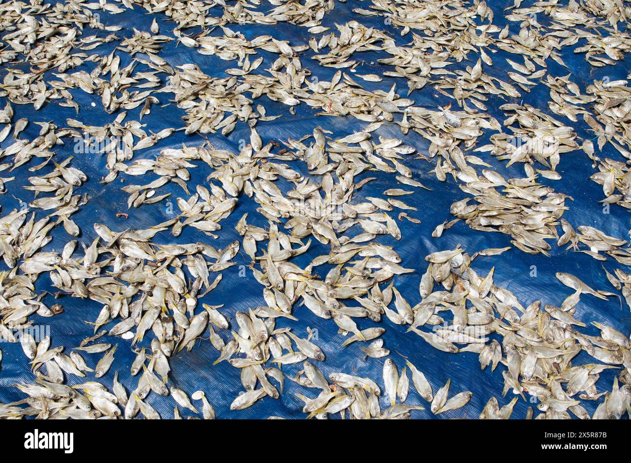 Fish lying to dry on Cherai Beach or beach, Vypin Island, Kochi, Kerala ...