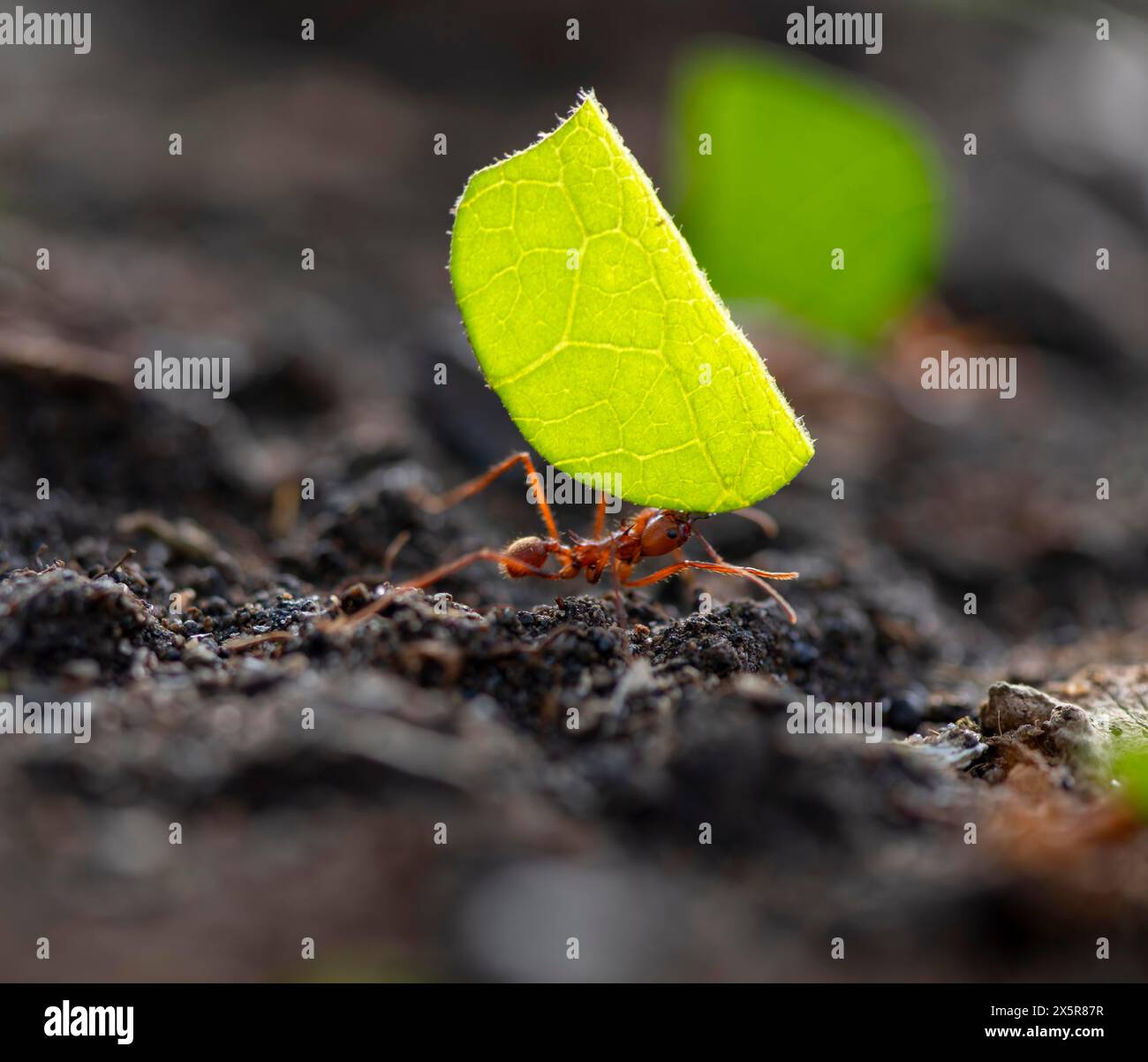 Leaf Cutter Ant Atta Cephalotes Carrying A Piece Of Leaf Rainforest Tortuguero National Park