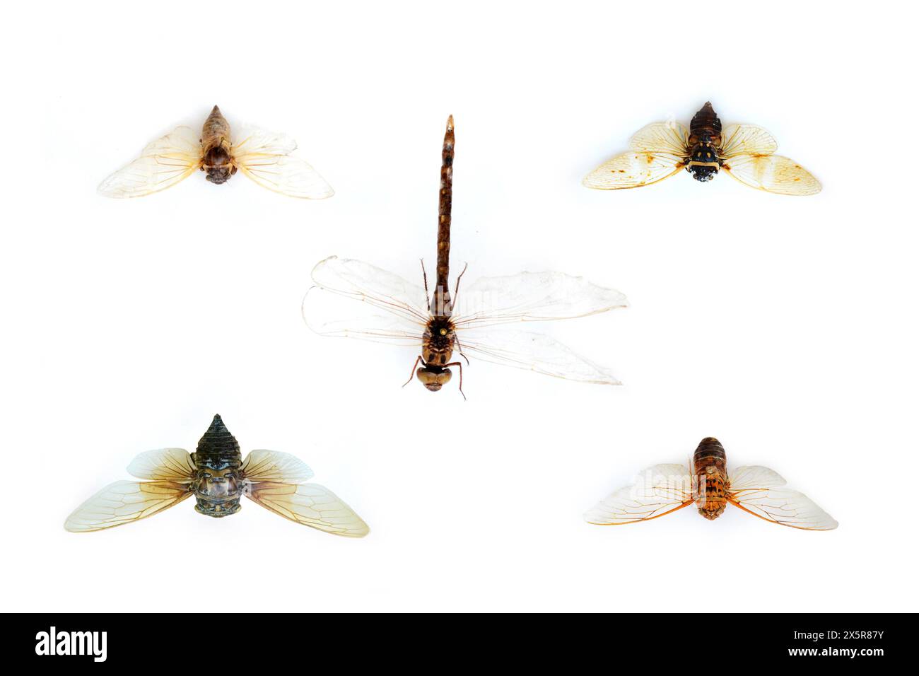 Exotic insects of the fauna of South America common in Central and ...