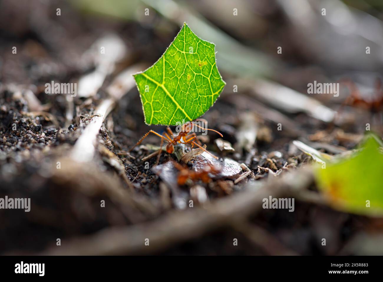Leaf-cutter ant (Atta cephalotes) carrying a piece of leaf, rainforest ...
