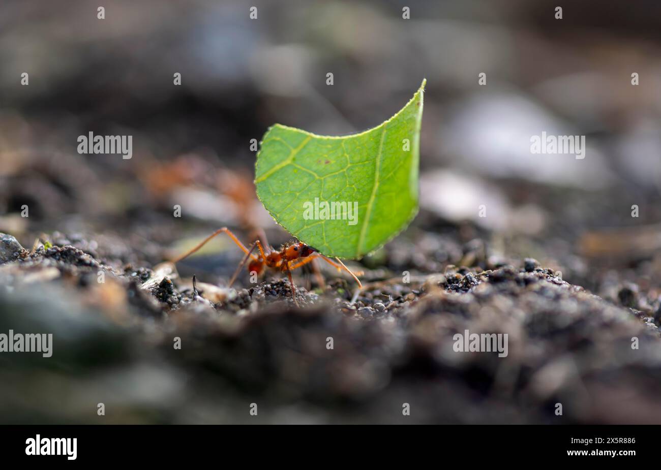 Leaf-cutter ant (Atta cephalotes) carrying a piece of leaf, rainforest ...