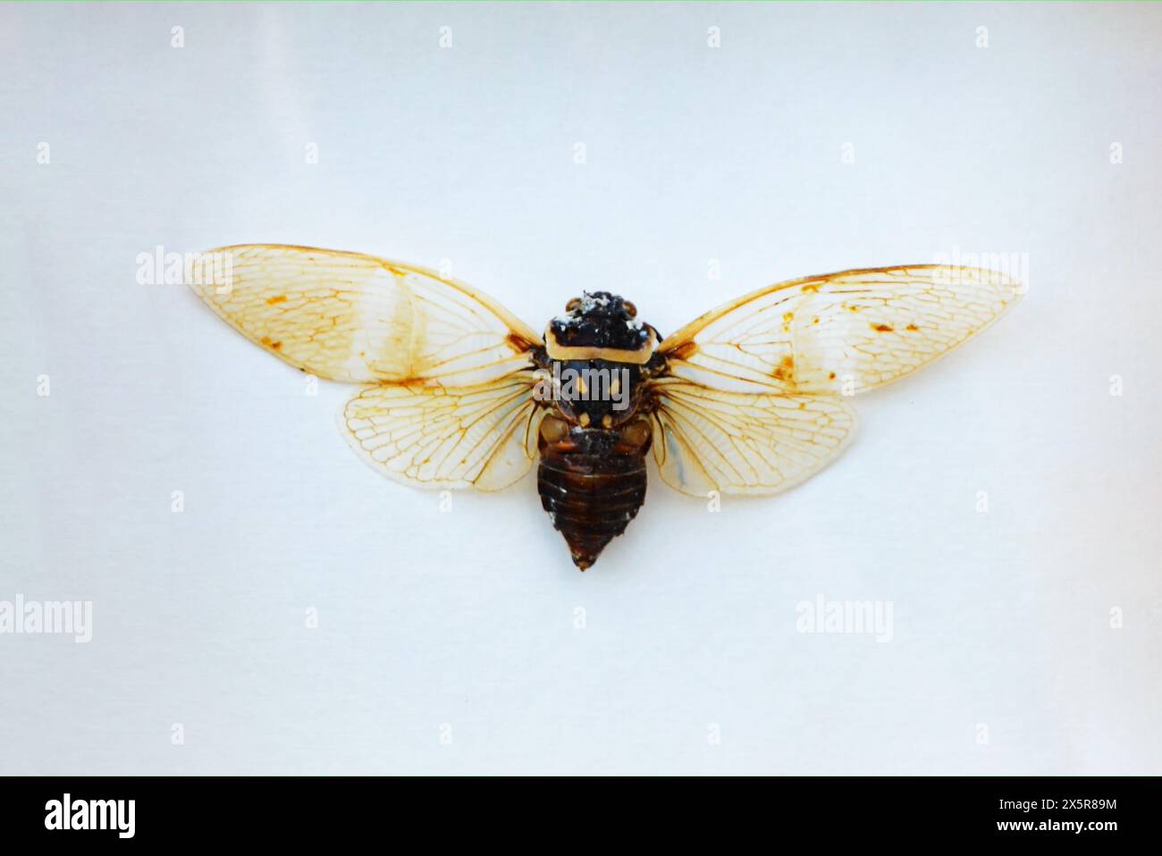 Exotic insects of the fauna of South America common in Central and ...