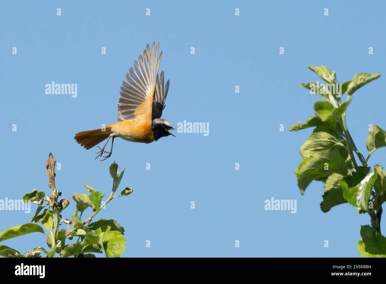 Common redstart (Phoenicurus phoenicurus), male, in flight with dynamic ...