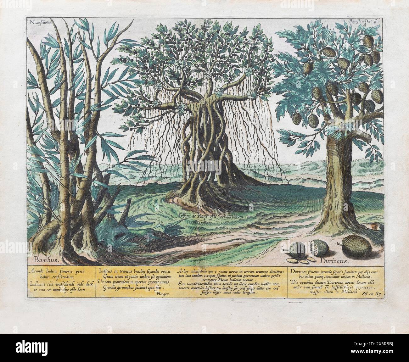 Exotic fruits and plants, including durian and banyan tree, hand ...