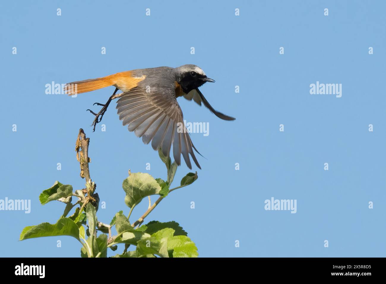 Common redstart (Phoenicurus phoenicurus), male, in flight with dynamic ...
