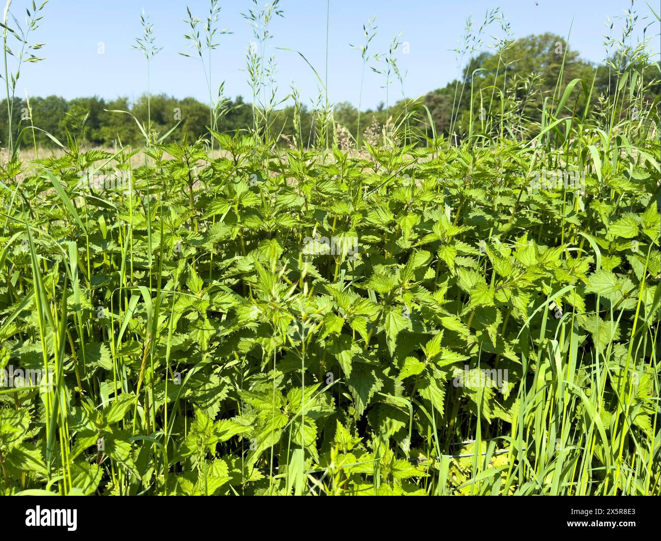 Stinging nettles (Urtica) at the edge of a field with oat grass, North ...