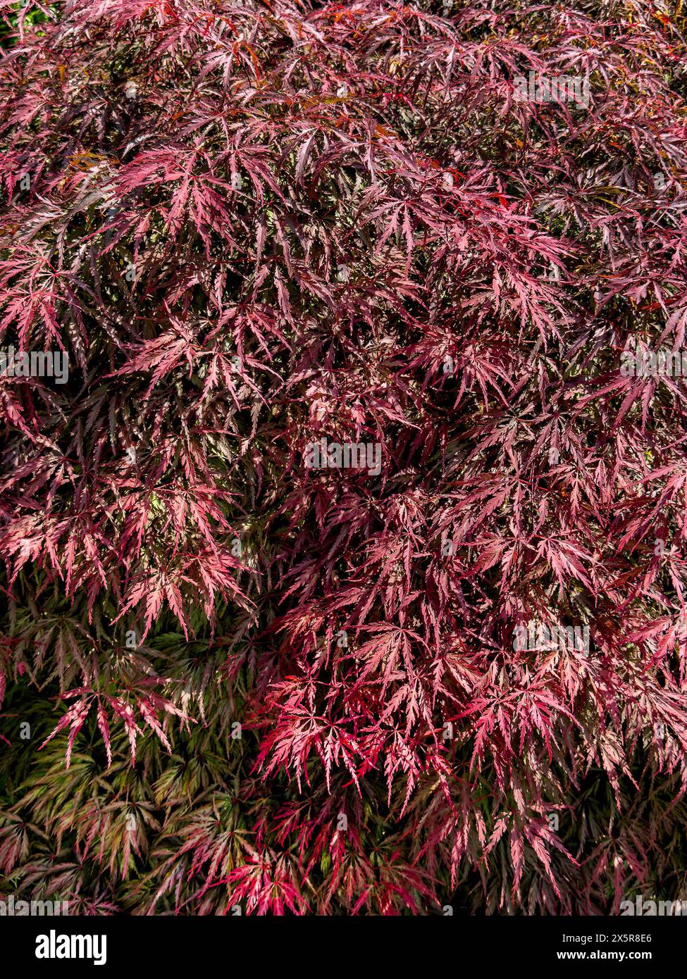 Red ornamental maple (Acer palmatum Atropurpureum) Red fan maple Downy ...