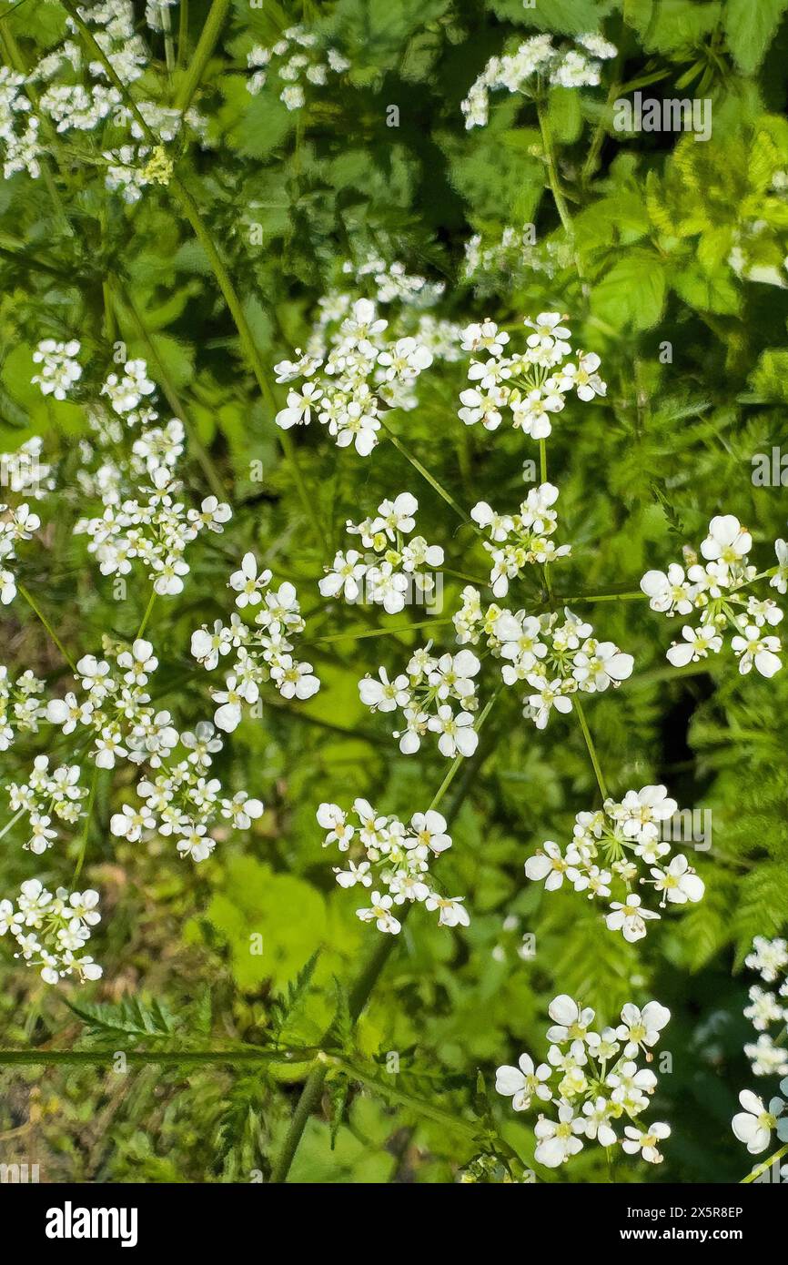 Small white flowers of common yarrow (Achillea millefolium), Germany ...