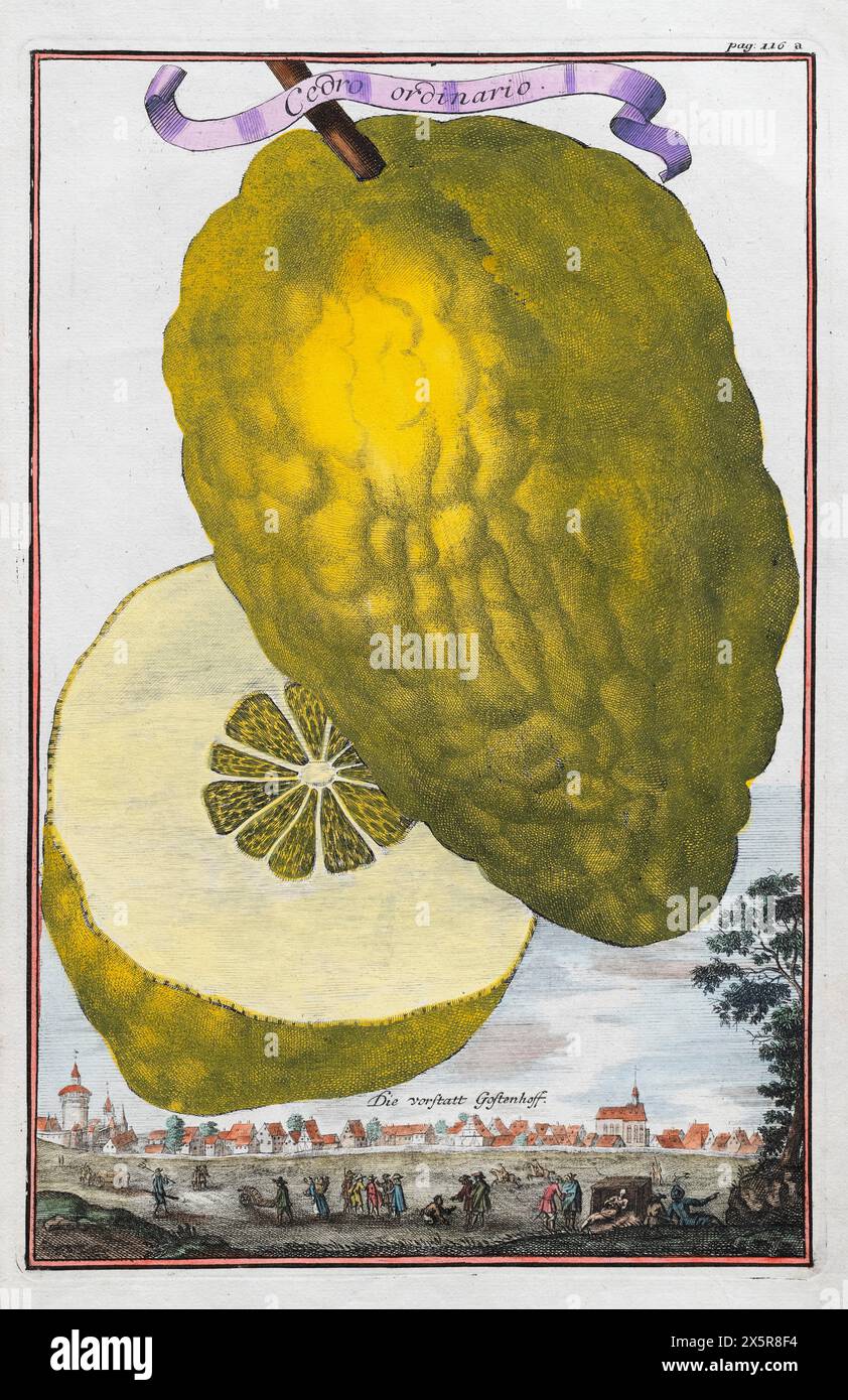 Fruit citron hi-res stock photography and images - Alamy