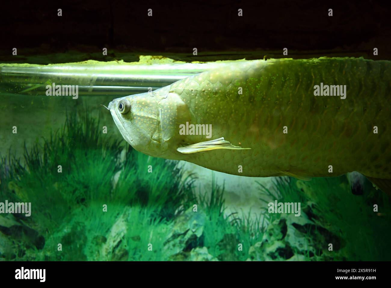 Wild river fish in aquarium hi-res stock photography and images - Alamy