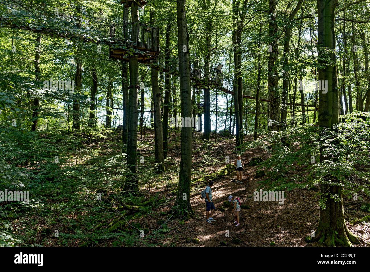 Treetop path, suspension bridges, spanned between beech trees, ropes ...