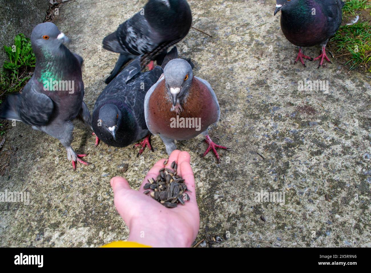 Pigeons in the park. Eat with hands. Tame doves. . High quality photo ...