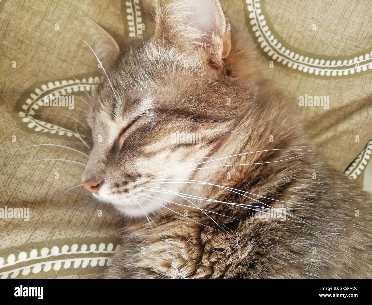 Tabby cat lies on a cardboard scratching post and looks into the camera ...