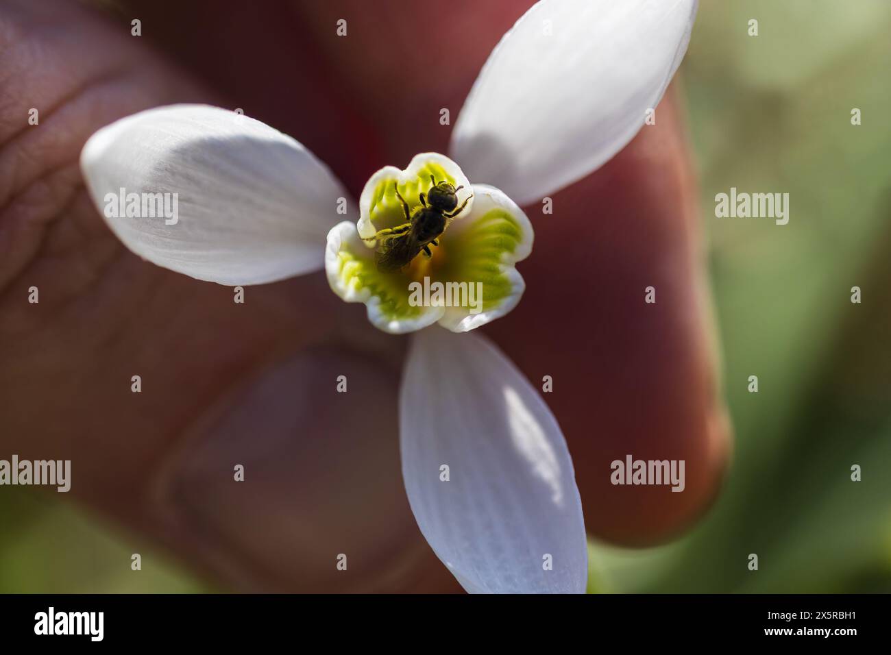 Man hand holding blossom loddon lilly flower, leucojum aestivum with ...
