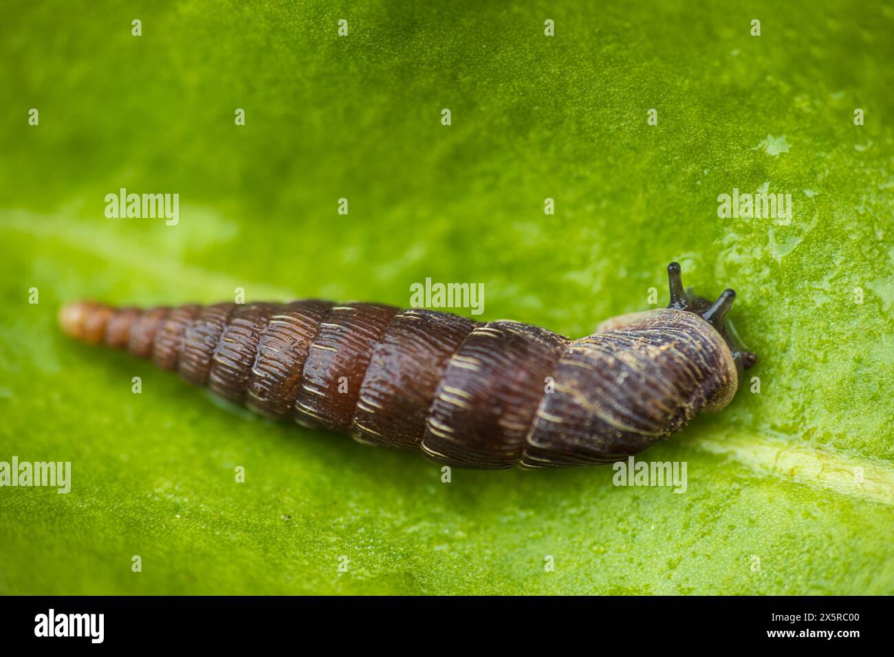 Clausilia cruciata hi-res stock photography and images - Alamy