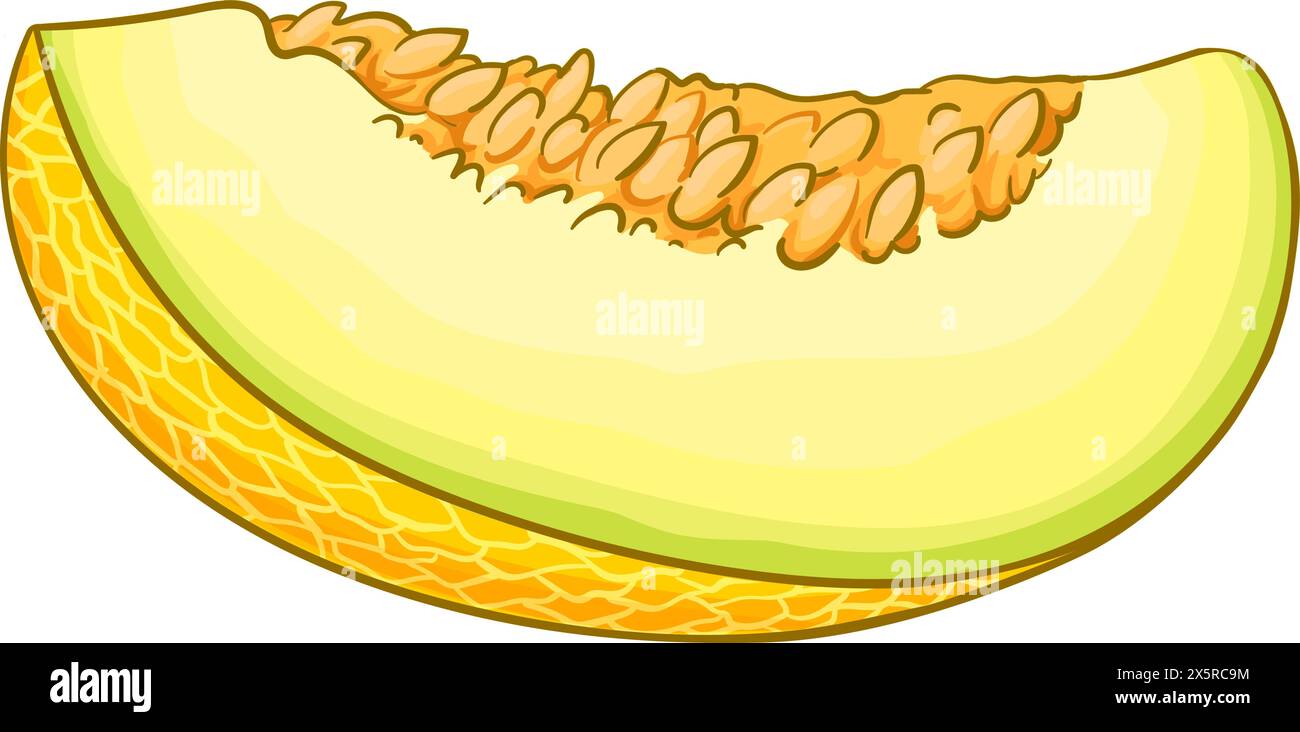 Melon Fruits Colored Detailed Illustration Stock Vector Image & Art - Alamy