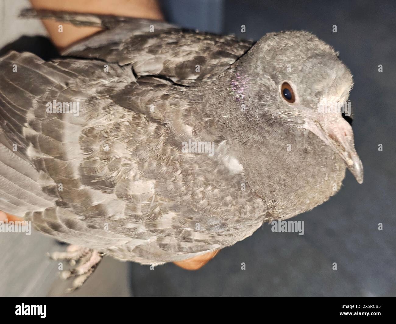 A wild little bird that was tired of a hot weather, little wild pigeon ...