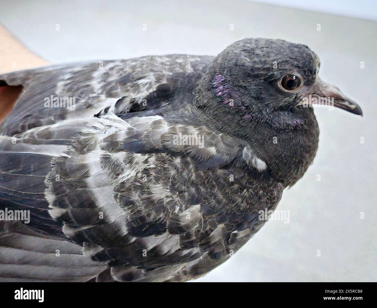 A wild little bird that was tired of a hot weather, little wild pigeon ...
