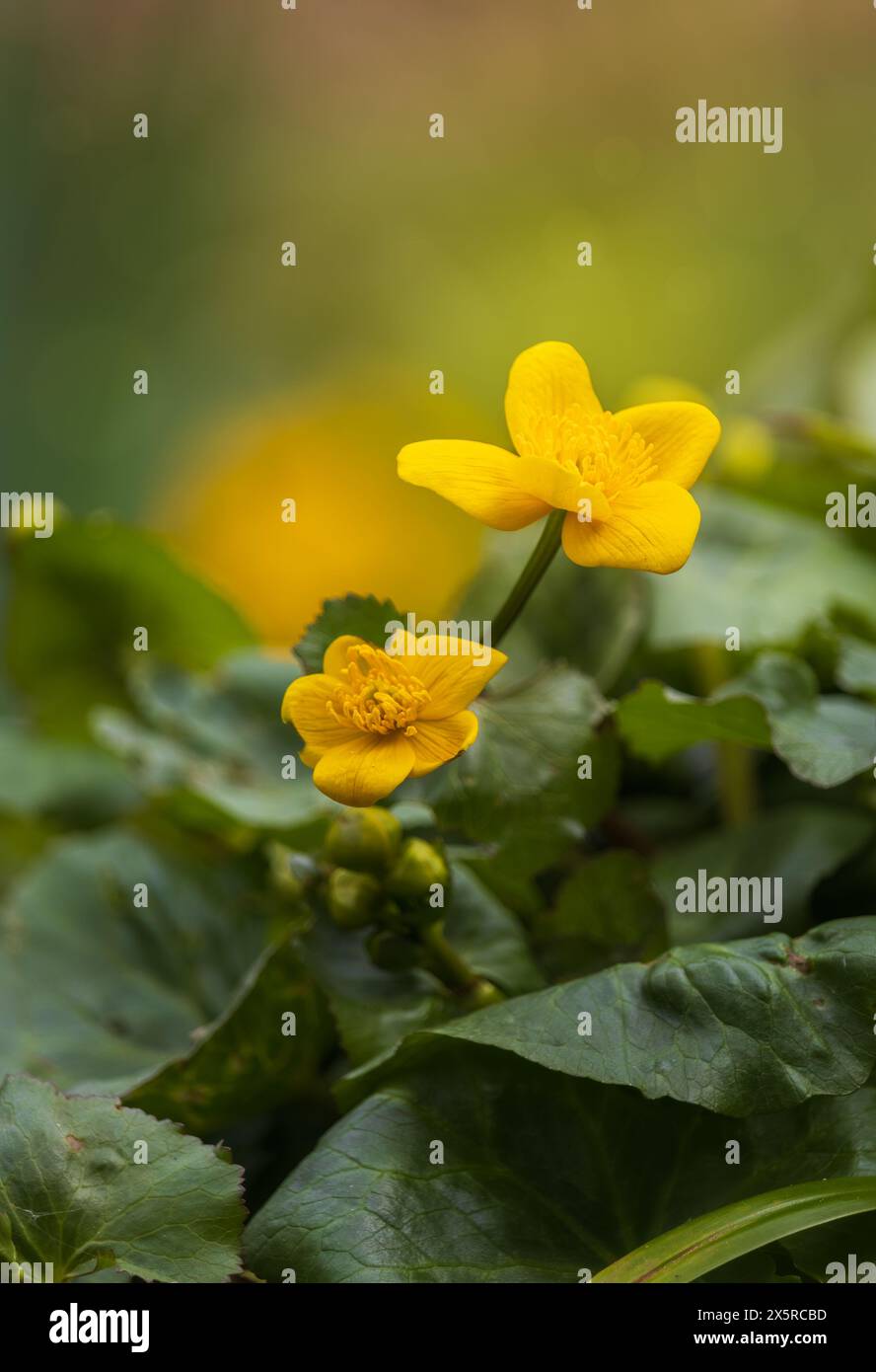 Wetland flora spring bloom seasonal color hi-res stock photography and ...