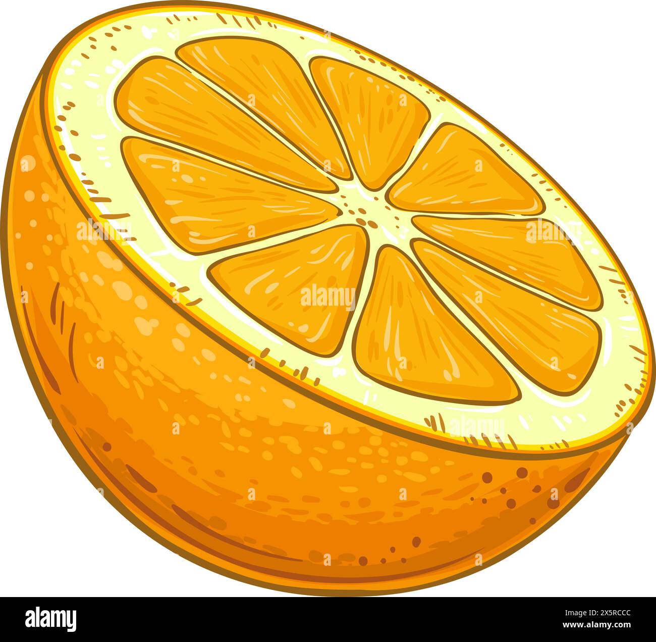 Orange Fruit Colored Detailed Illustration Stock Vector Image & Art - Alamy Orange Fruit Colored Detailed Illustration Stock Vector Image & Art - Alamy