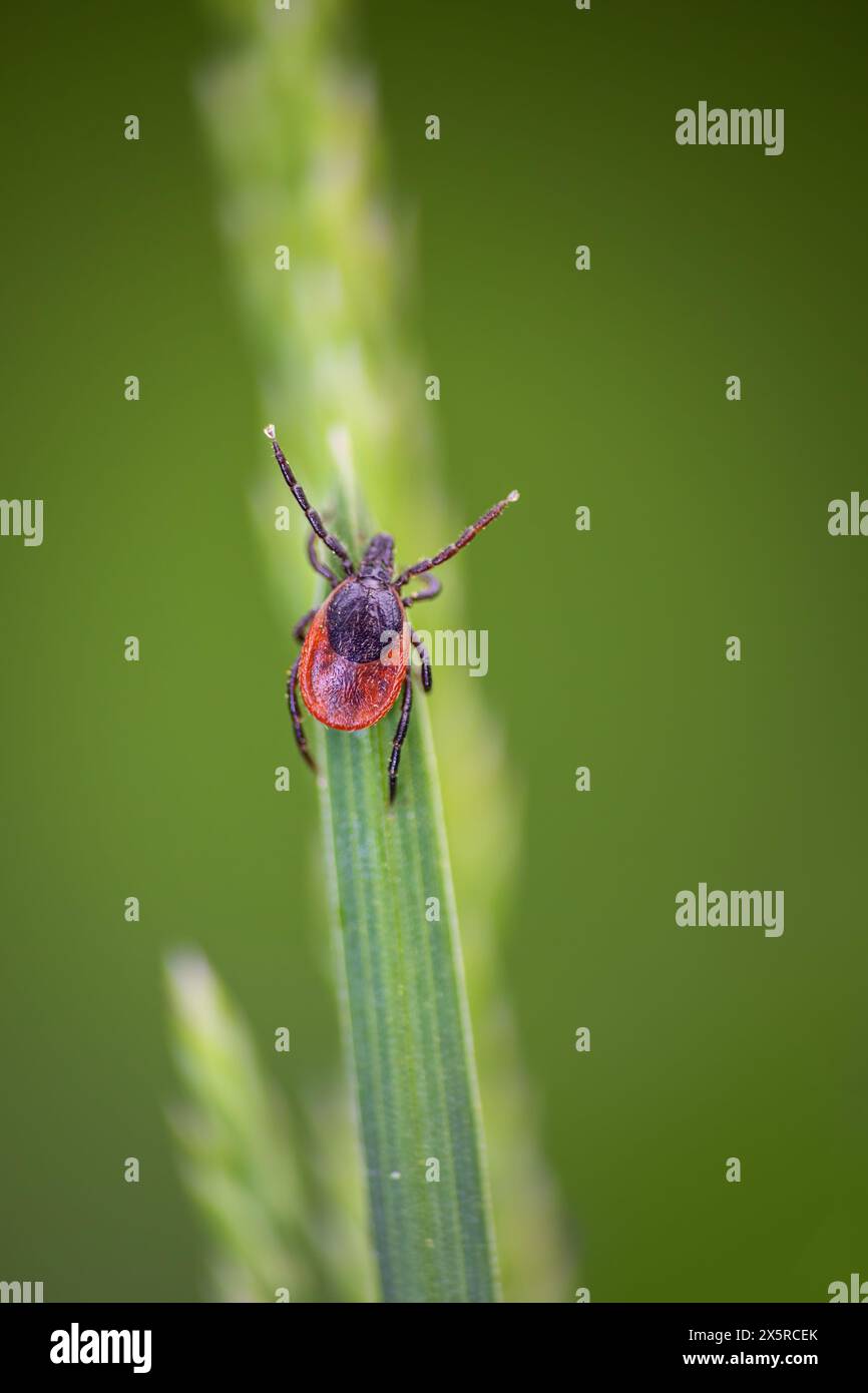 Tick, ixodida insect parasite animal sitting on grass stem. Macro ...