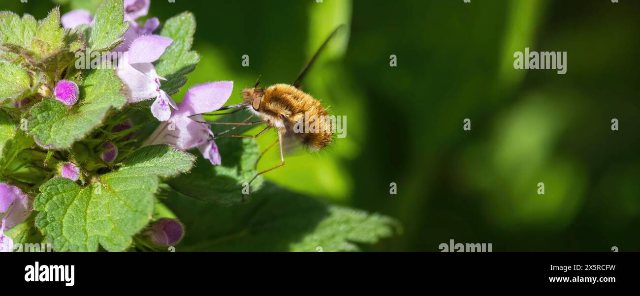 Dark-edged bee fly, bombylius major insect eating nectar from lamium plant Stock Photo - Alamy
