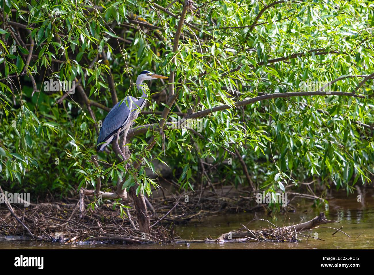 A heron, Ardea cinerea, lurks for fish above the river Stock Photo - Alamy