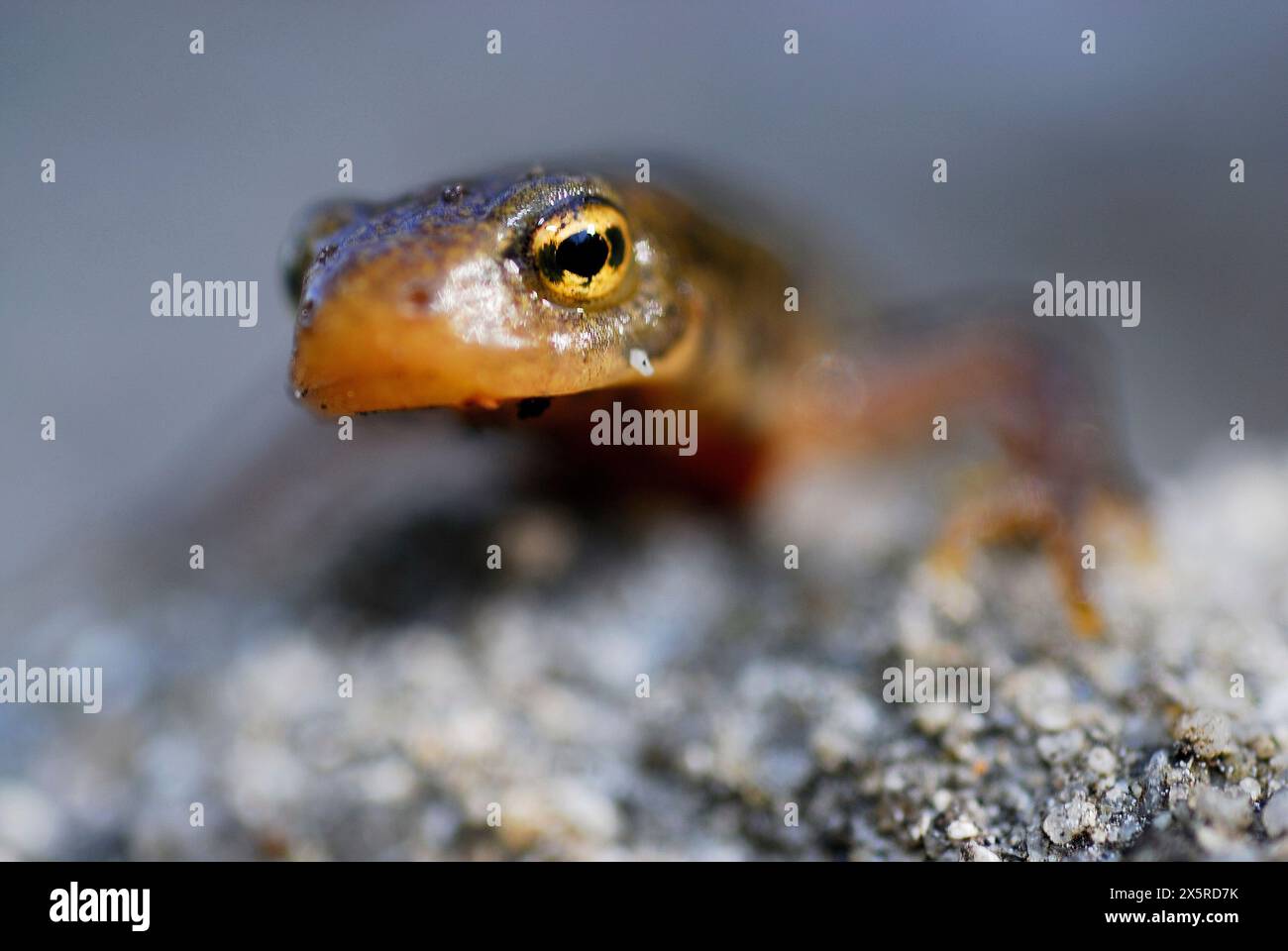 Iberian newt (Lissotriton boscai) in San Xoan de Rio, Ourense, Spain ...