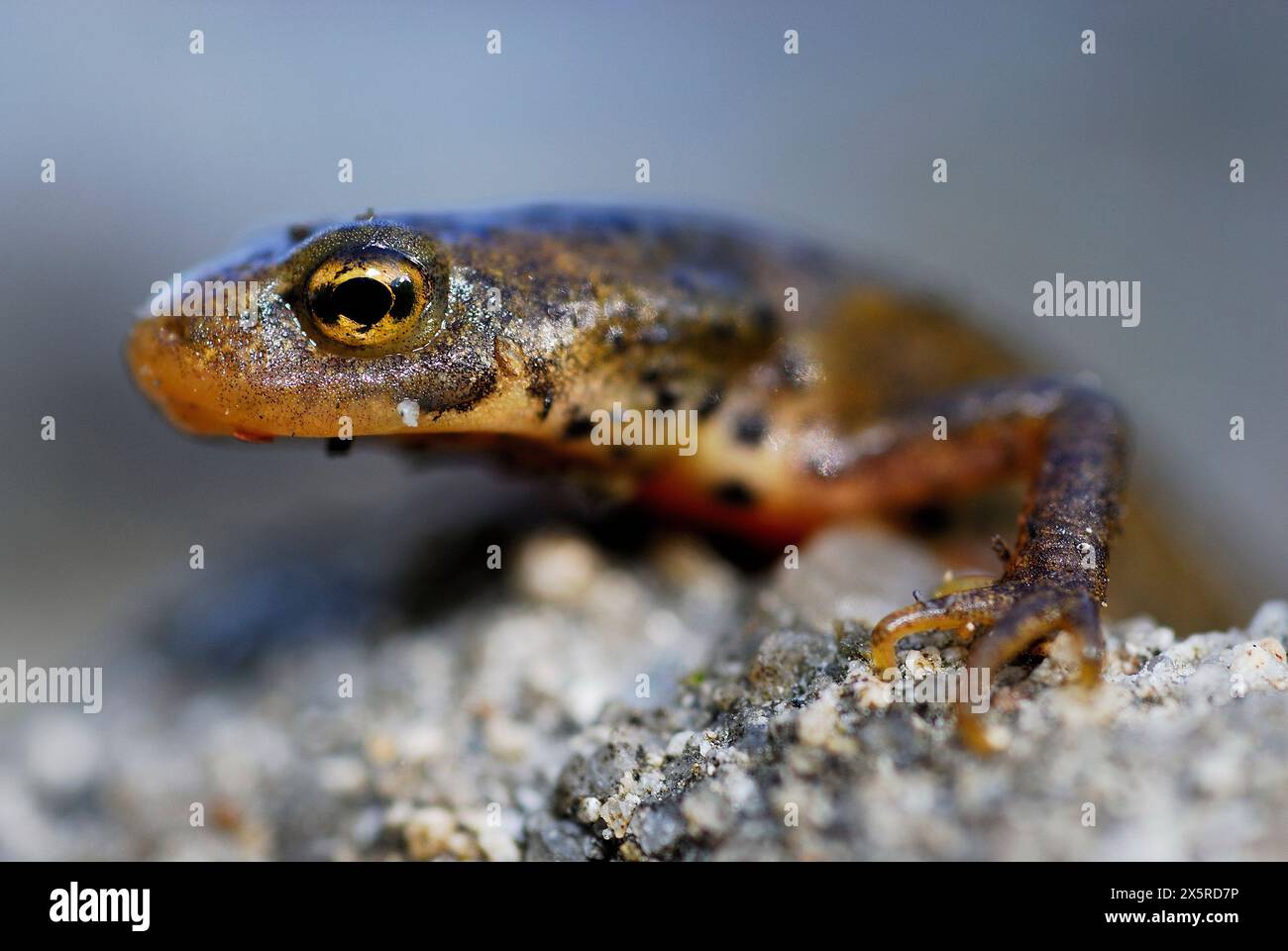 Iberian newt (Lissotriton boscai) in San Xoan de Rio, Ourense, Spain ...