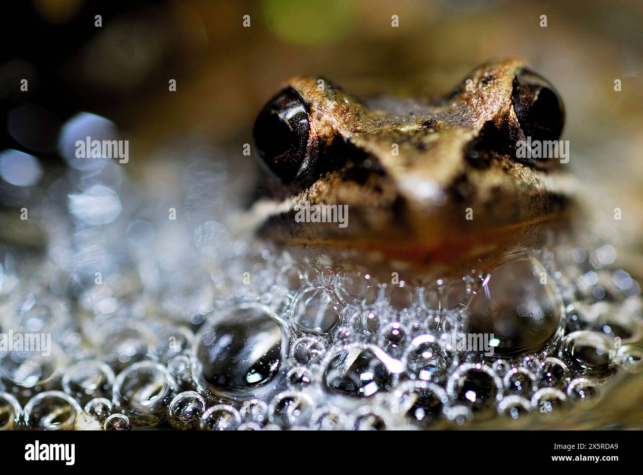 Rana de rio hi-res stock photography and images - Alamy