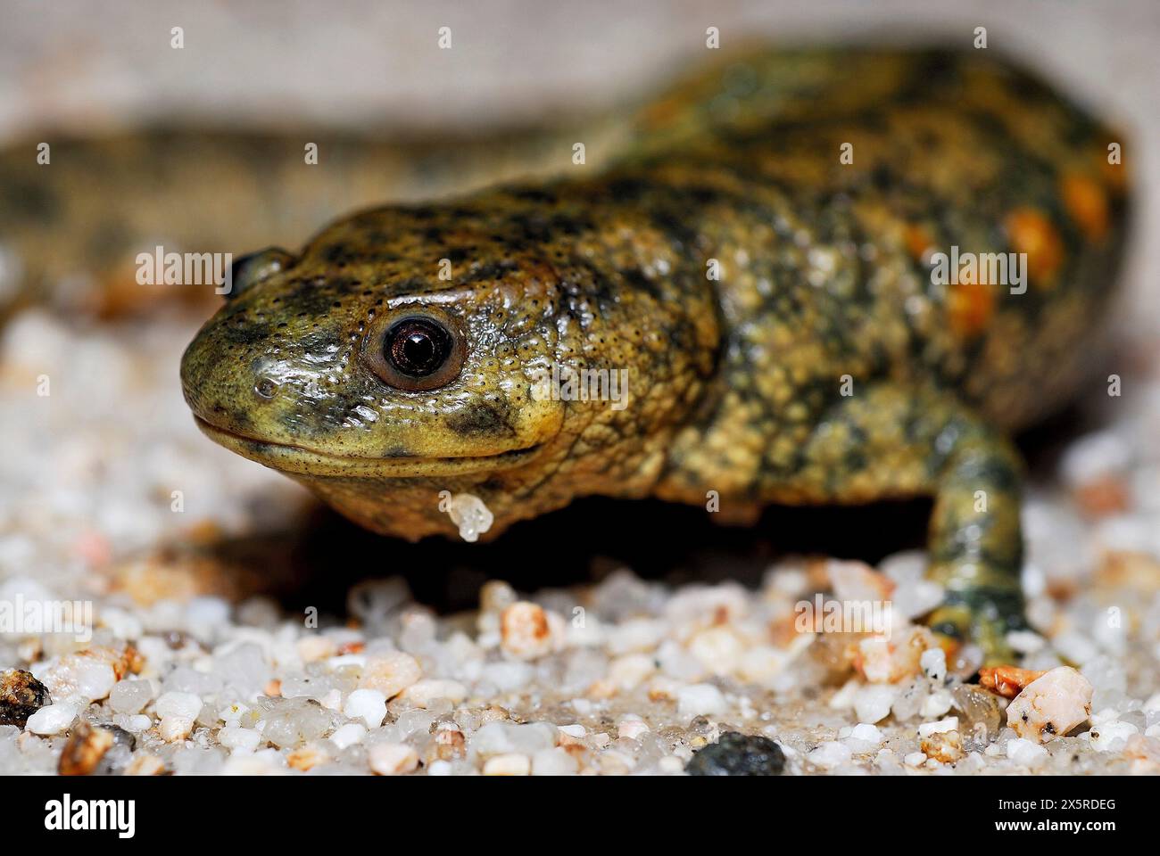 Iberian ribbed newt (Pleurodeles waltl) in Valdemanco, Madrid, Spain ...